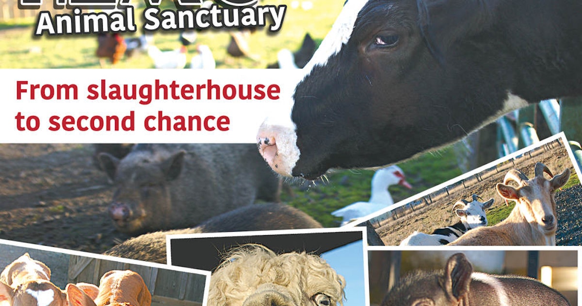 Welcome Home Animal Sanctuary: From slaughterhouse to second chance ...