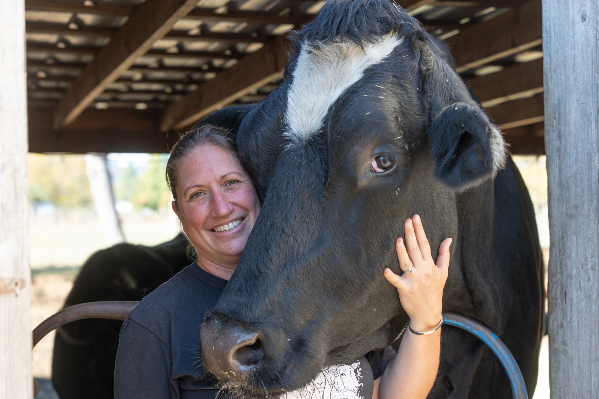 World's biggest bovine? Creswell cow gunning for Guinness record - The ...