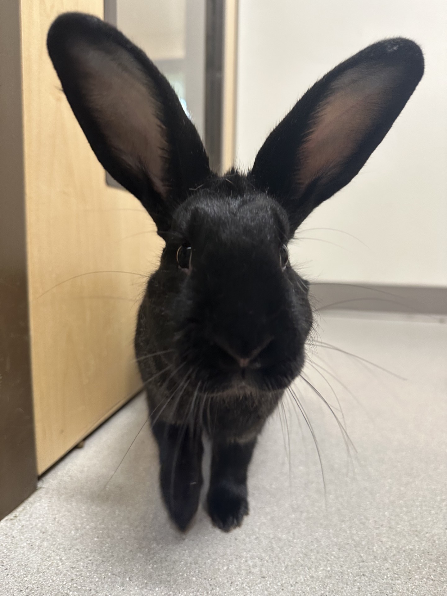 Greenhill Pets of the Week - The Chronicle