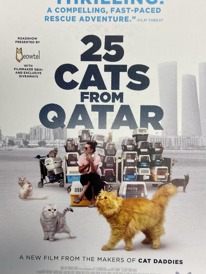 25 Cats from Qatar - The Chronicle