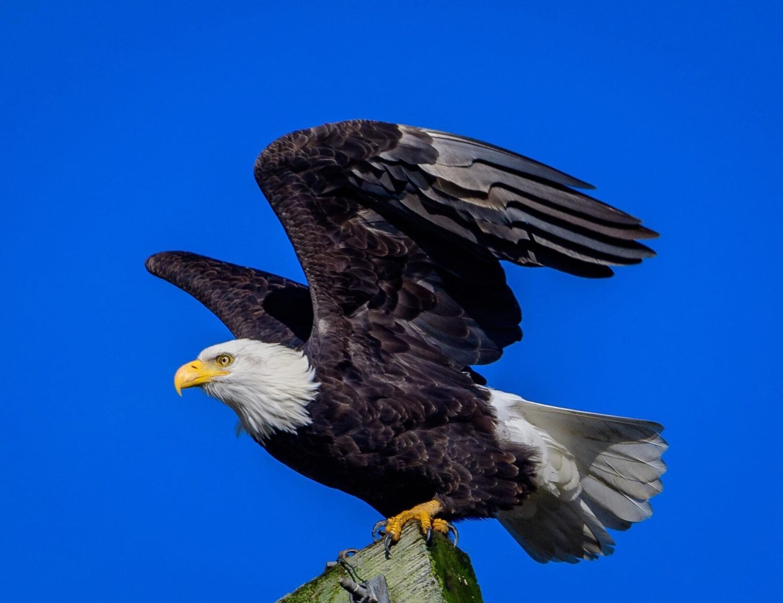 Eagle Midwinter Count event is Sunday - The Chronicle